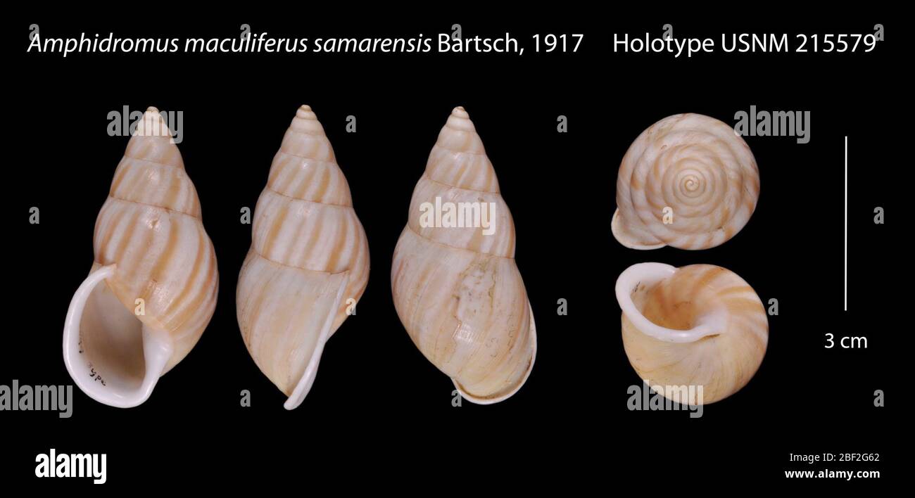 Amphidromus hi-res stock photography and images - Alamy