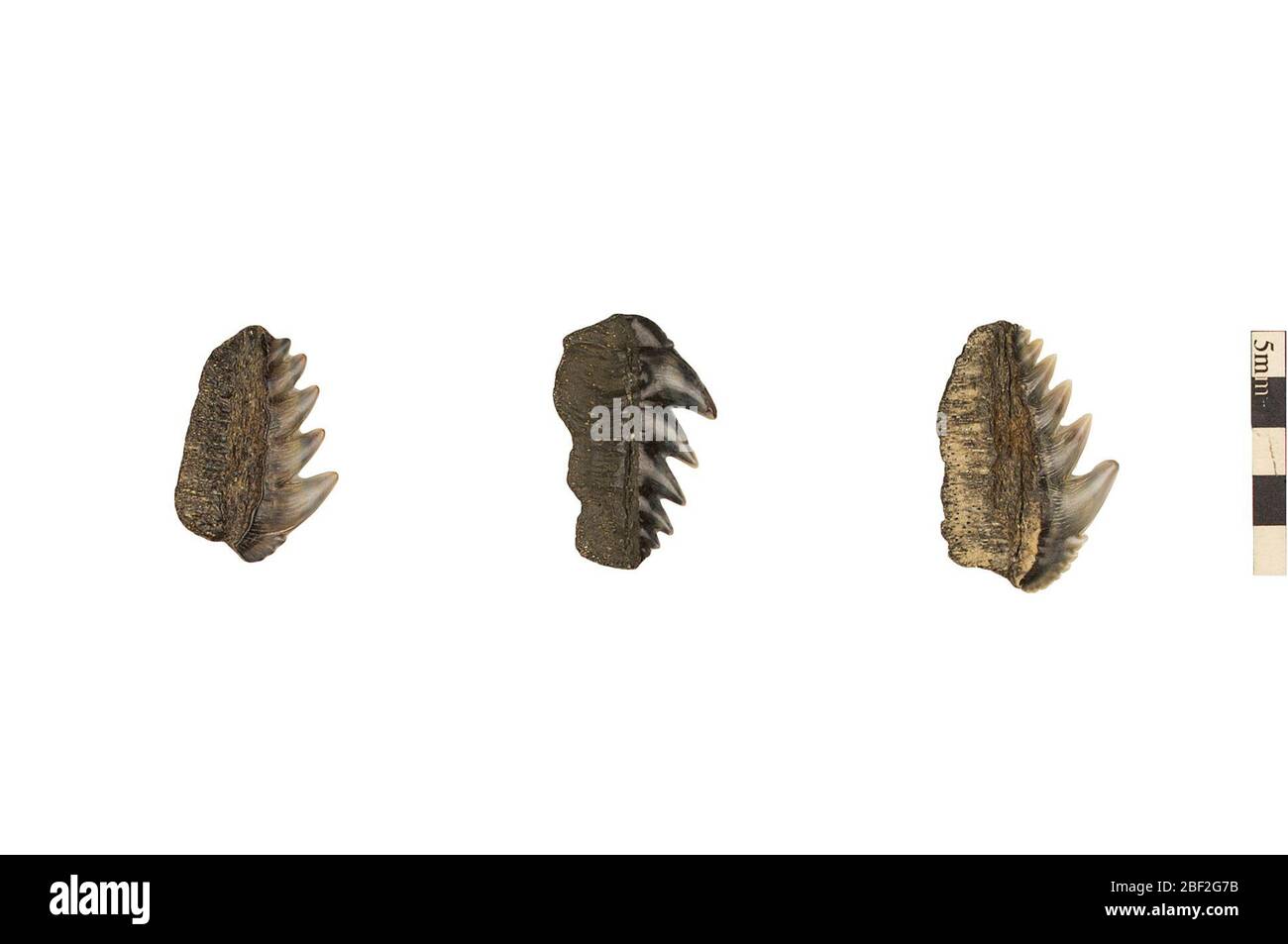 Cow Shark. This object is part of the Education and Outreach collection ...