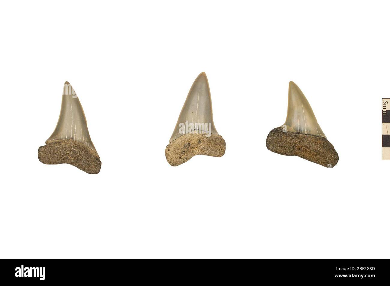 Shortfin mako shark teeth hi-res stock photography and images - Alamy