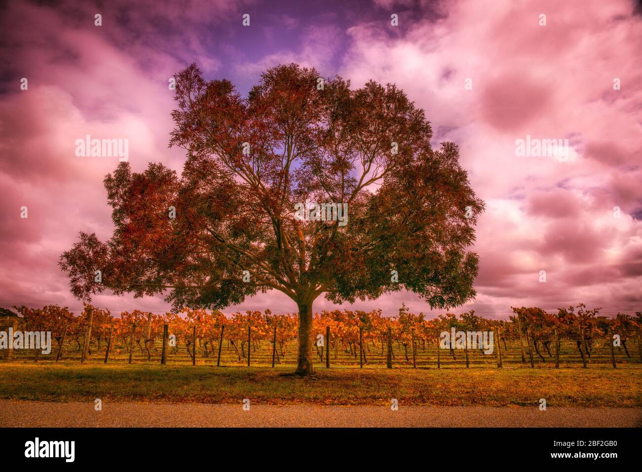 Vine maple bush hi-res stock photography and images - Alamy