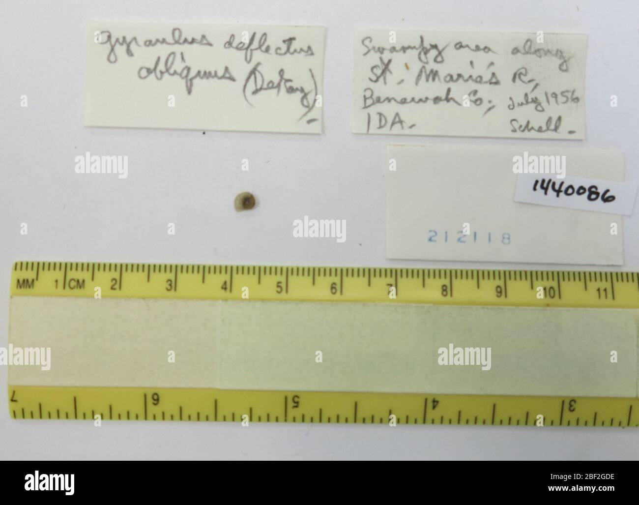 Gyraulus hi-res stock photography and images - Alamy