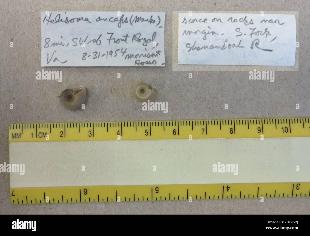 Helisoma hi-res stock photography and images - Alamy