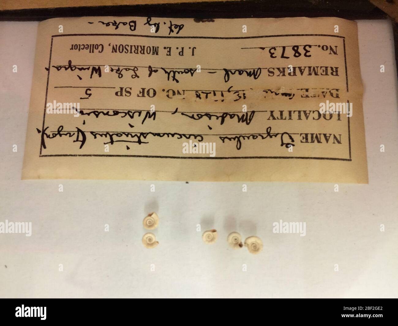 Gyraulus High Resolution Stock Photography and Images - Alamy