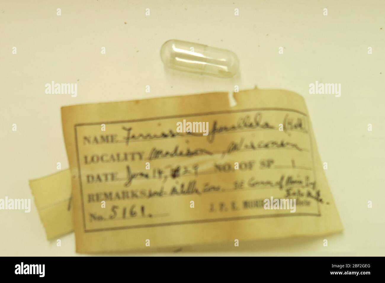 Ferrissia hi-res stock photography and images - Alamy