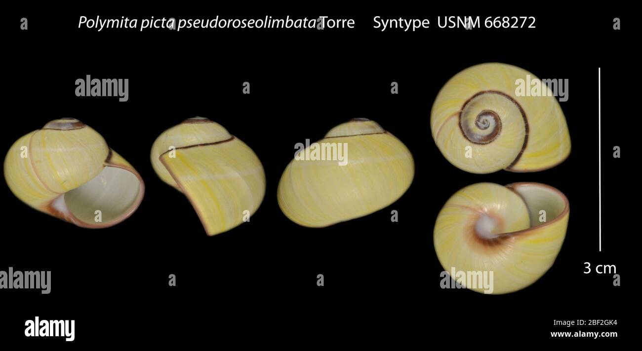 Polymita picta hi-res stock photography and images - Alamy