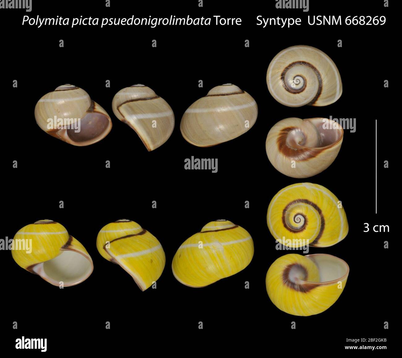 Polymita picta hi-res stock photography and images - Alamy