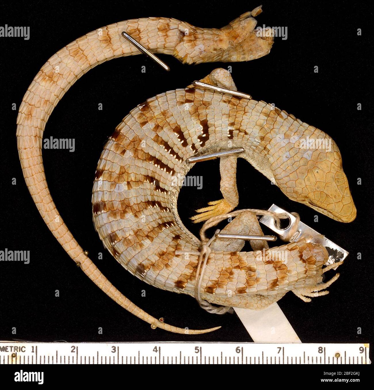 Elgaria multicarinata. 2 Oct 20181 Stock Photo - Alamy