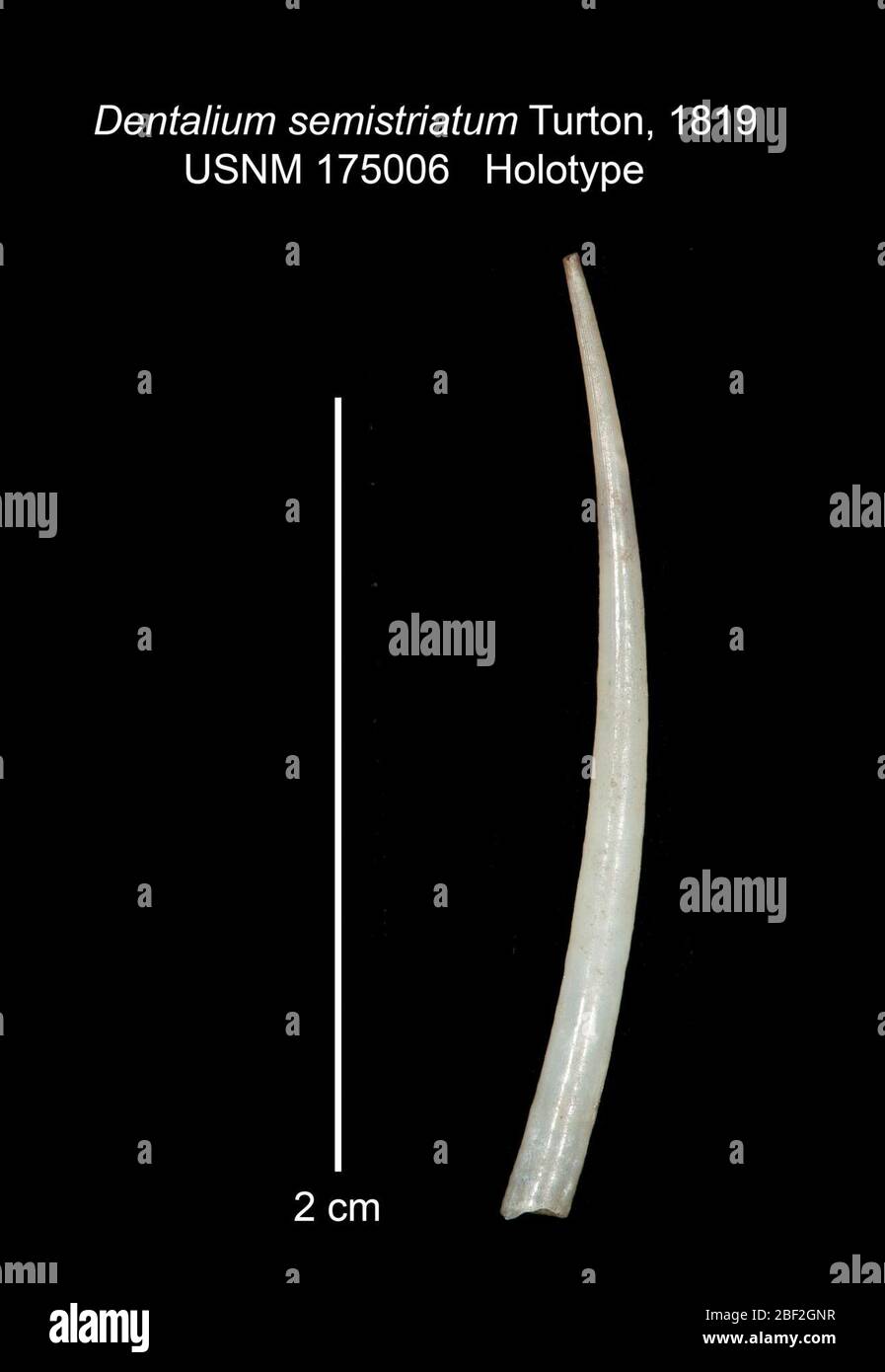 Dentalium hi-res stock photography and images - Alamy