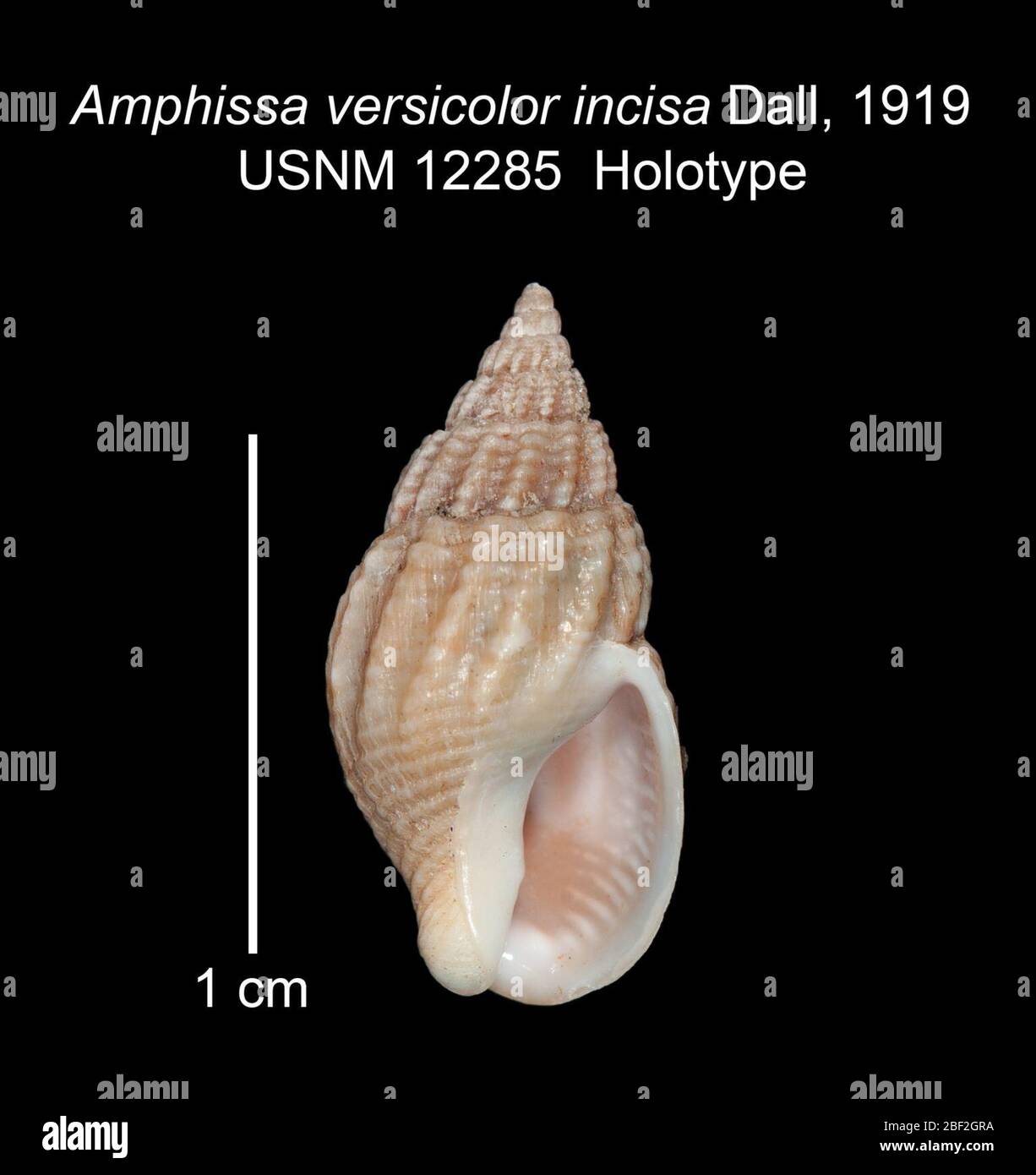 Amphissa versicolor incisa. 20 Jan 20161 Stock Photo - Alamy