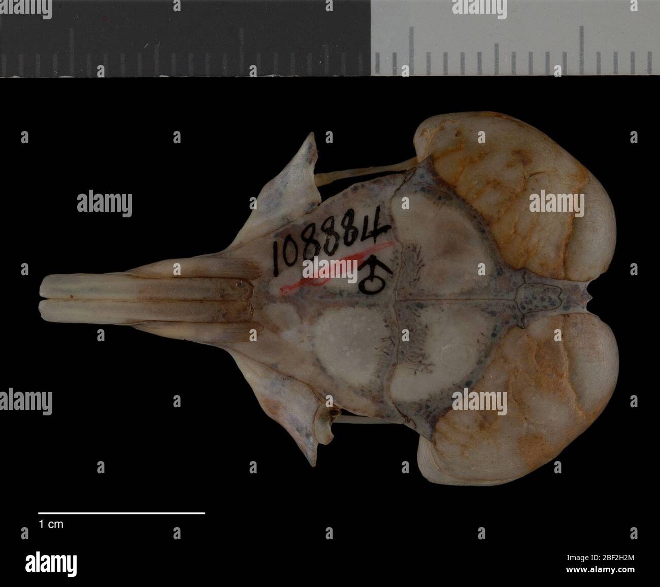Dipodomys merriami hi-res stock photography and images - Alamy