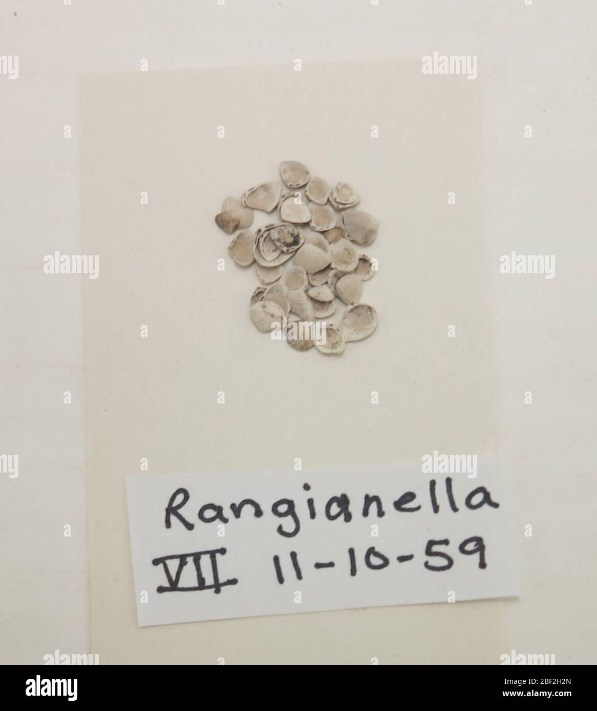 Rangia sp. 28 Mar 2018VII2 Stock Photo - Alamy