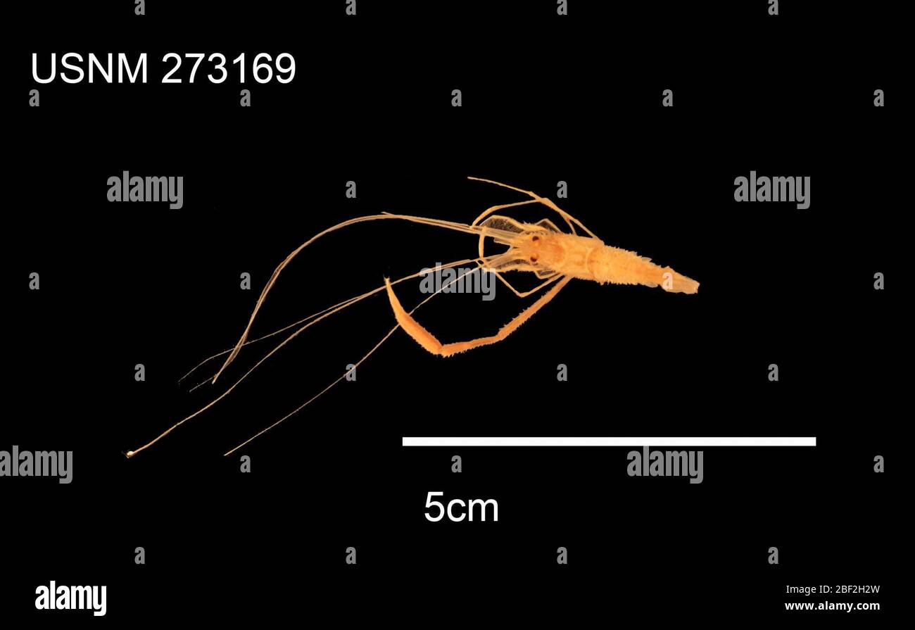 Stenopus scutellatus. 17 Sep 2018031 Stock Photo - Alamy