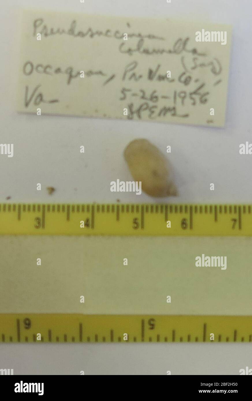 Pseudosuccinea columella. 29 Jan 202025 Stock Photo - Alamy