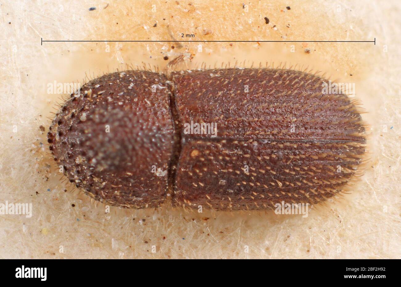 Stephanoderes bolivianus eggers hi-res stock photography and images - Alamy