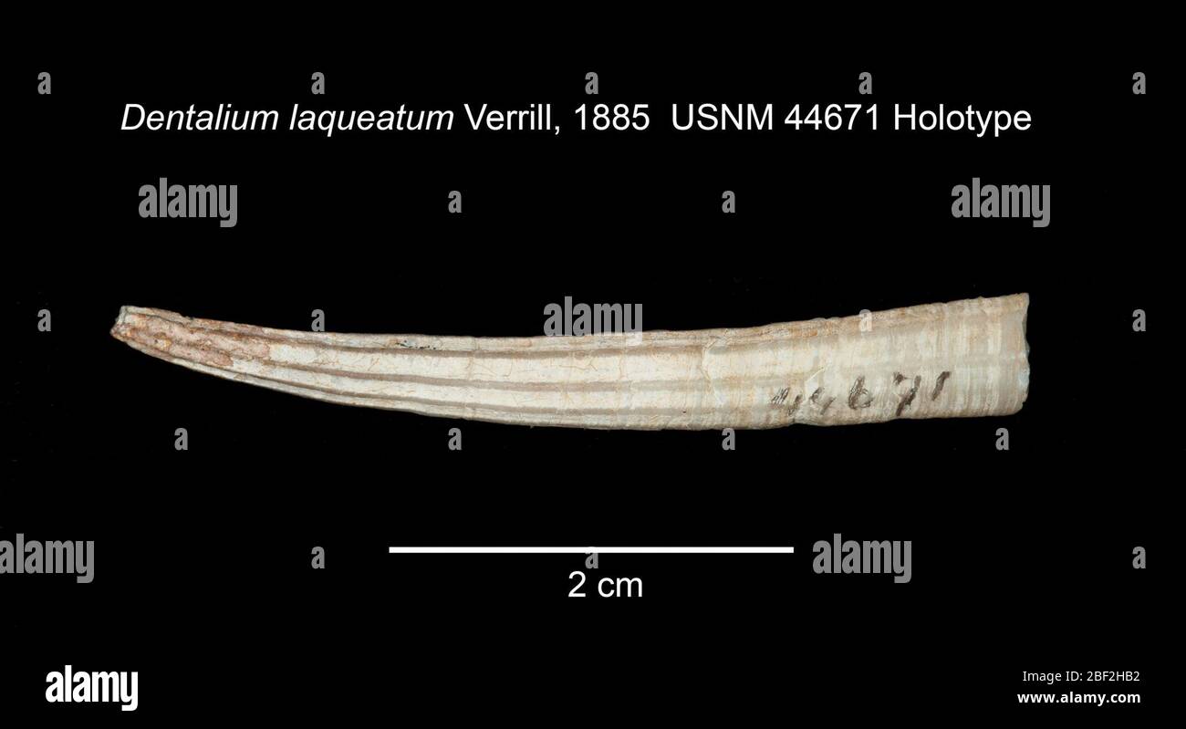 Dentalium or dentalia hi-res stock photography and images - Alamy