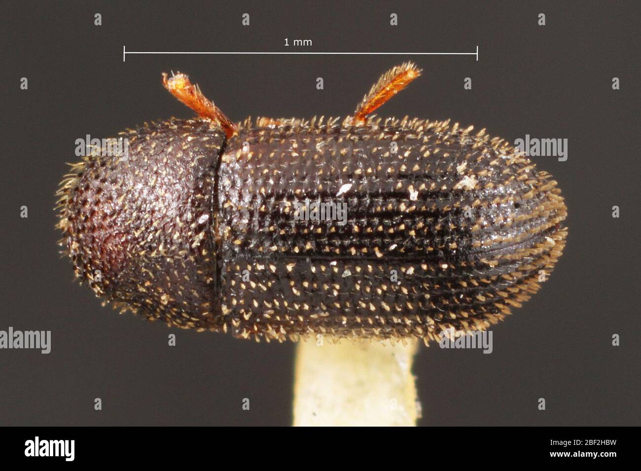 Stephanoderes hi-res stock photography and images - Alamy