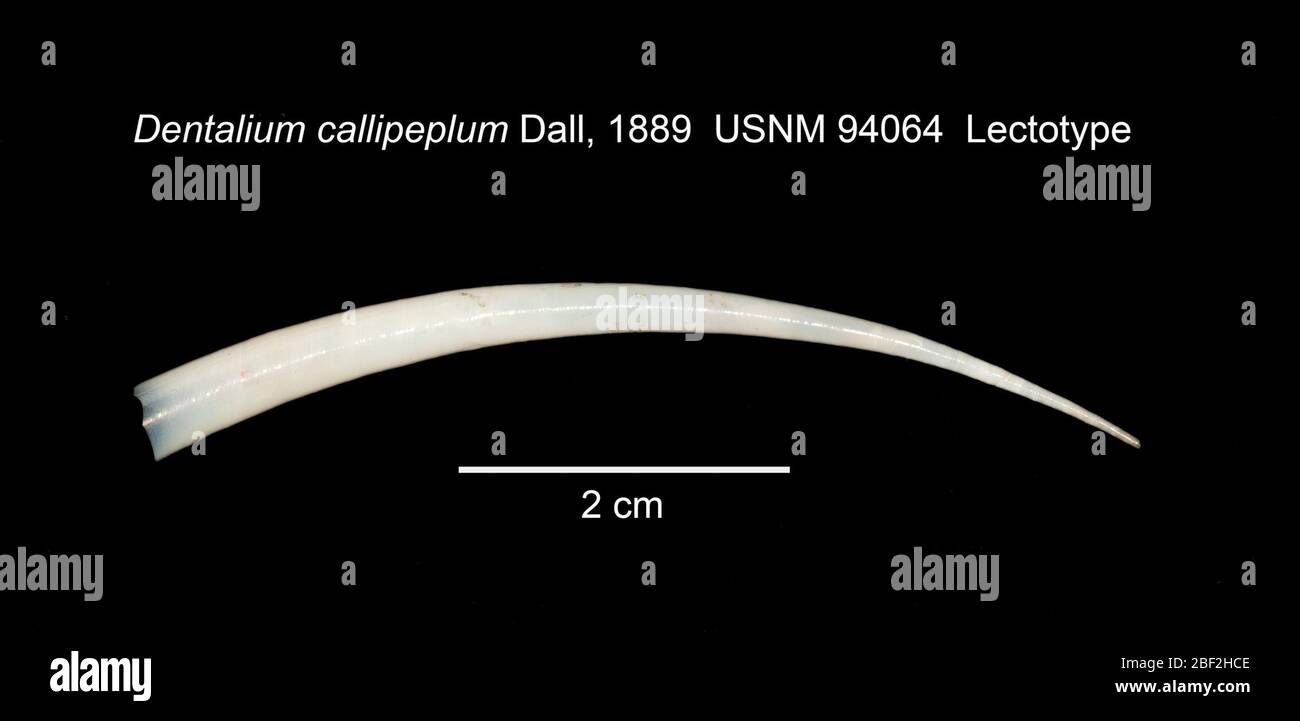 Dentalium hi-res stock photography and images - Alamy