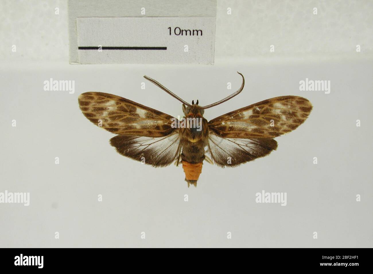 Cinctum hi-res stock photography and images - Alamy