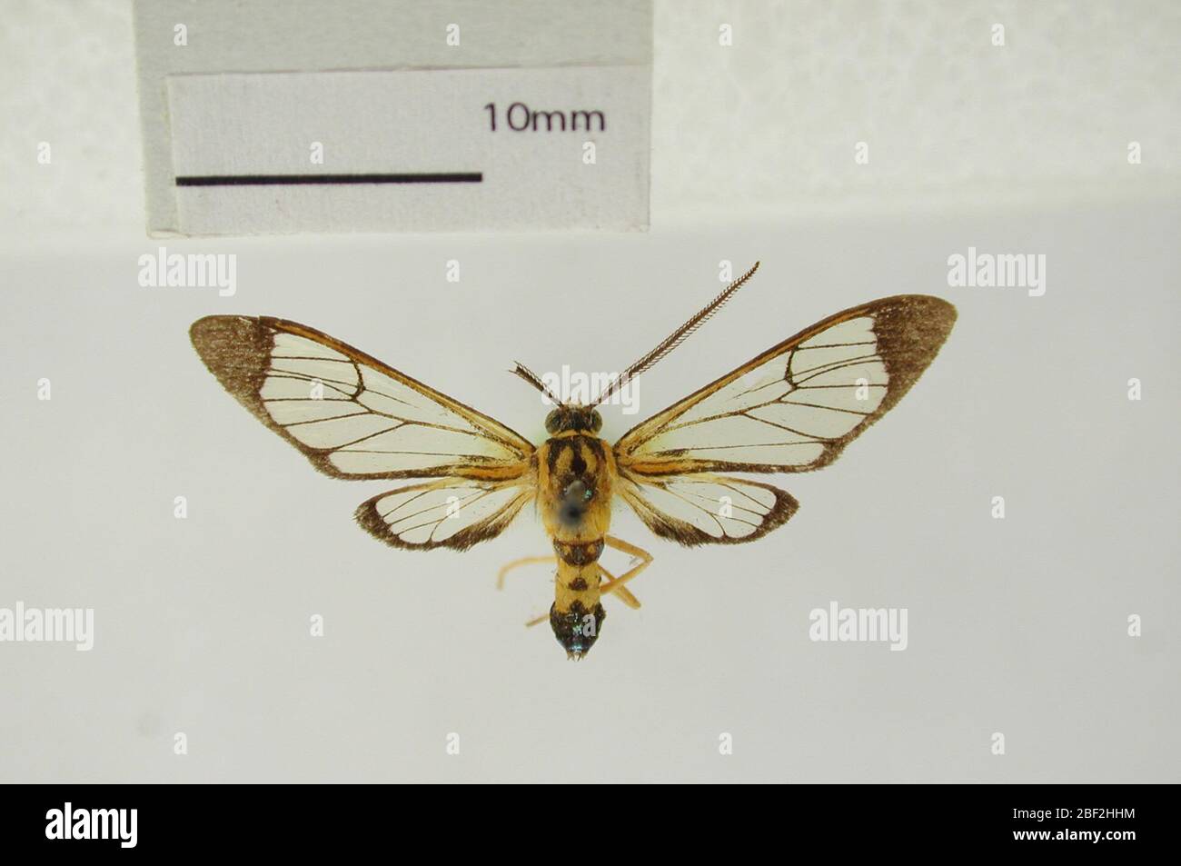 Dycladia hi-res stock photography and images - Alamy