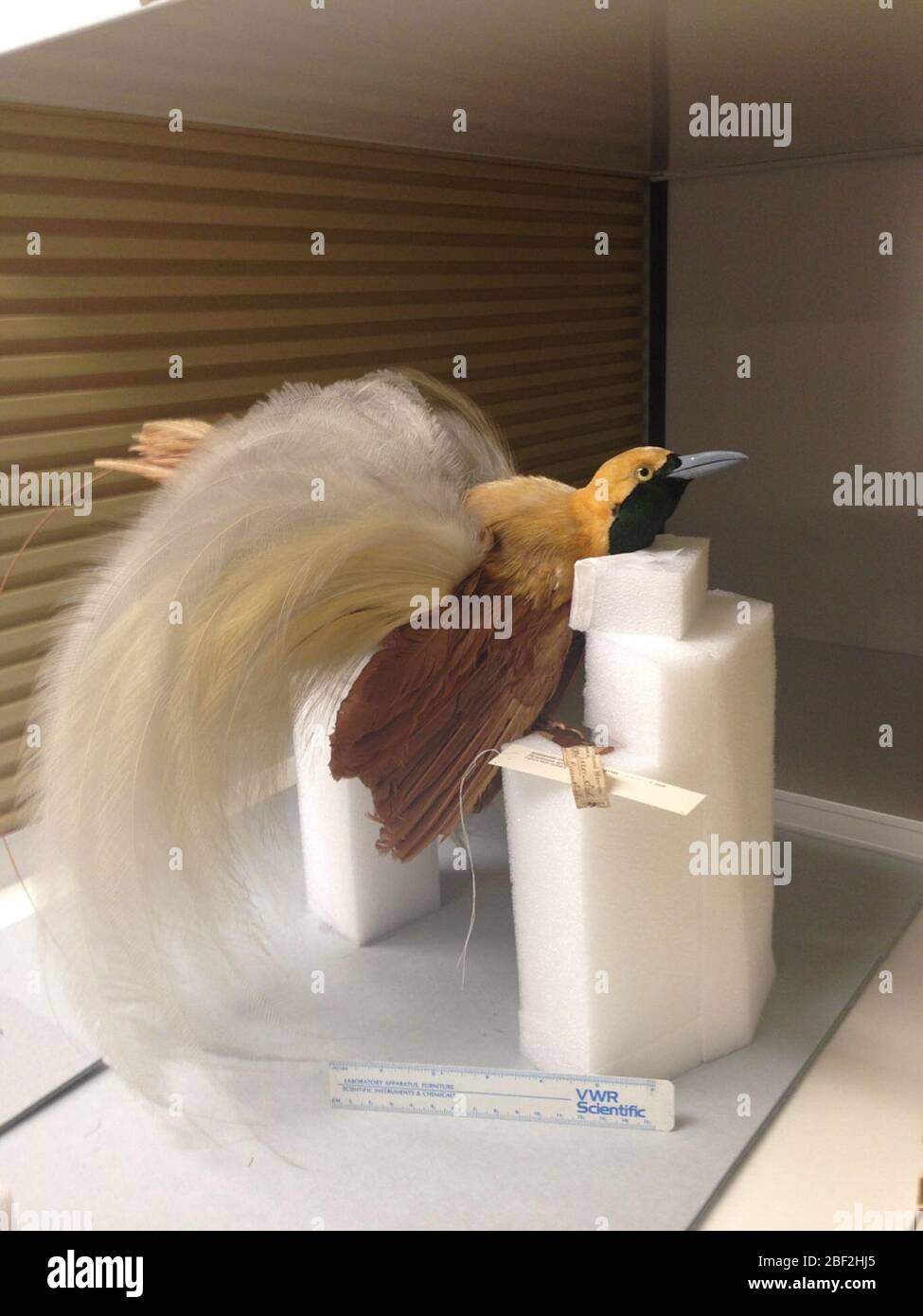 Apoda hi-res stock photography and images - Alamy