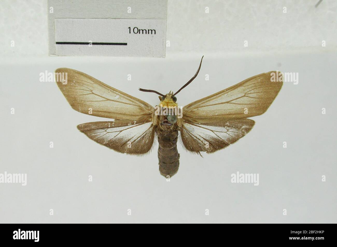 Scepsis hi-res stock photography and images - Alamy