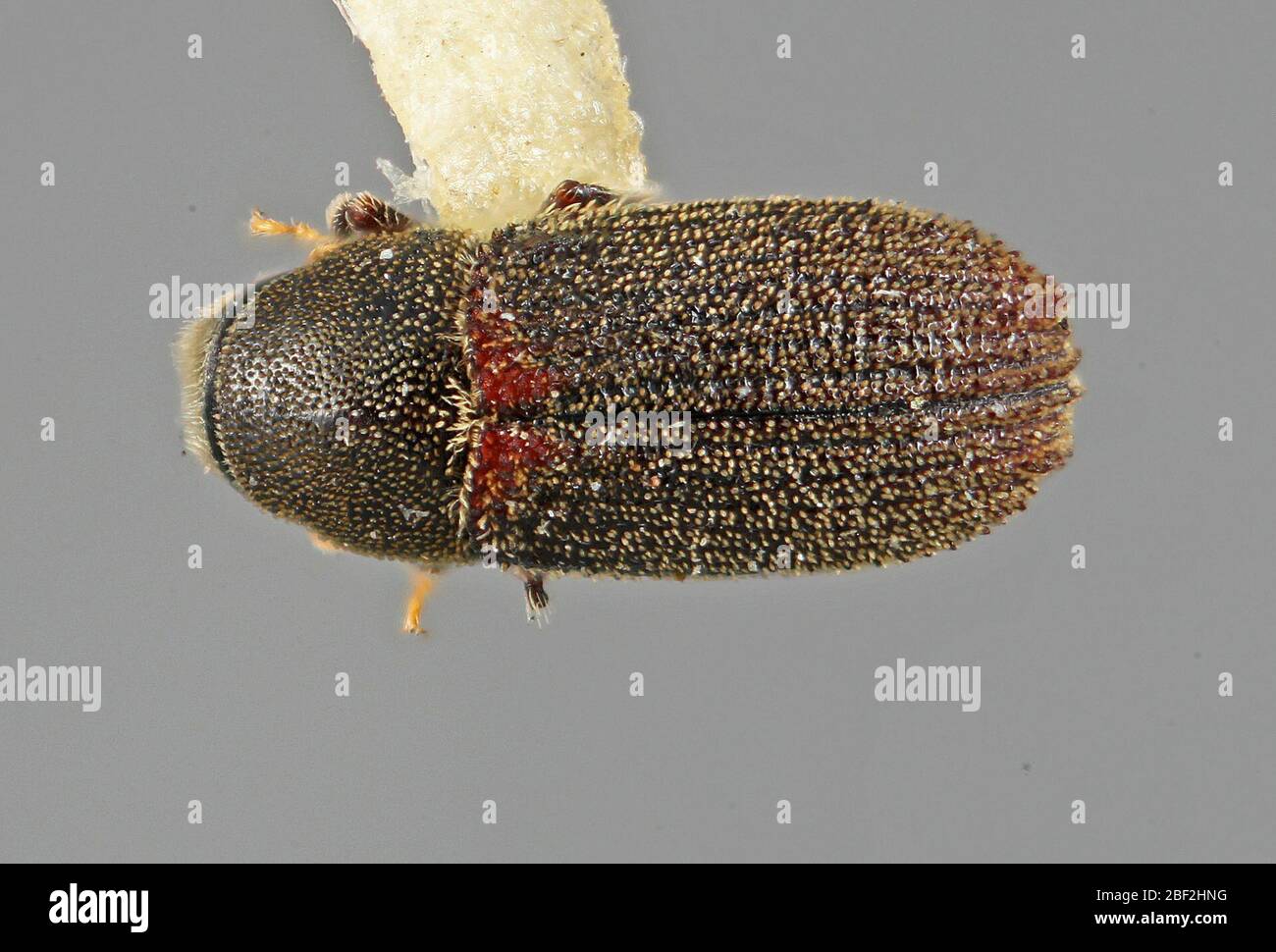 Carphoborus hi-res stock photography and images - Alamy