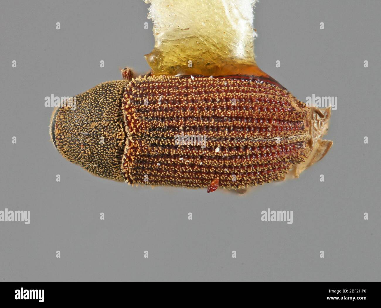 Carphoborus intermedius. Label: Picea engelmanni / hopk. u.s. 31408 ...