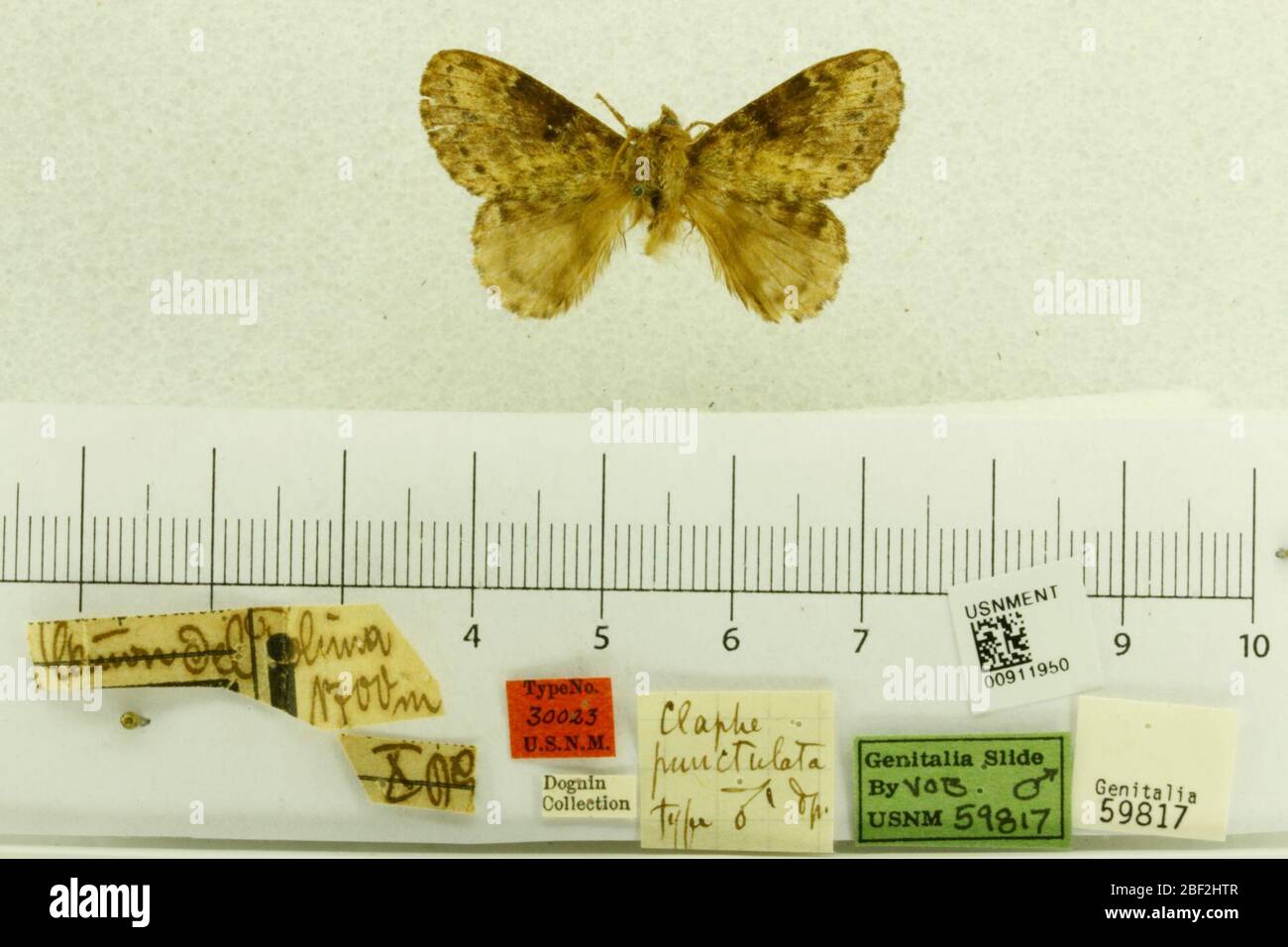Punctulata hi-res stock photography and images - Alamy