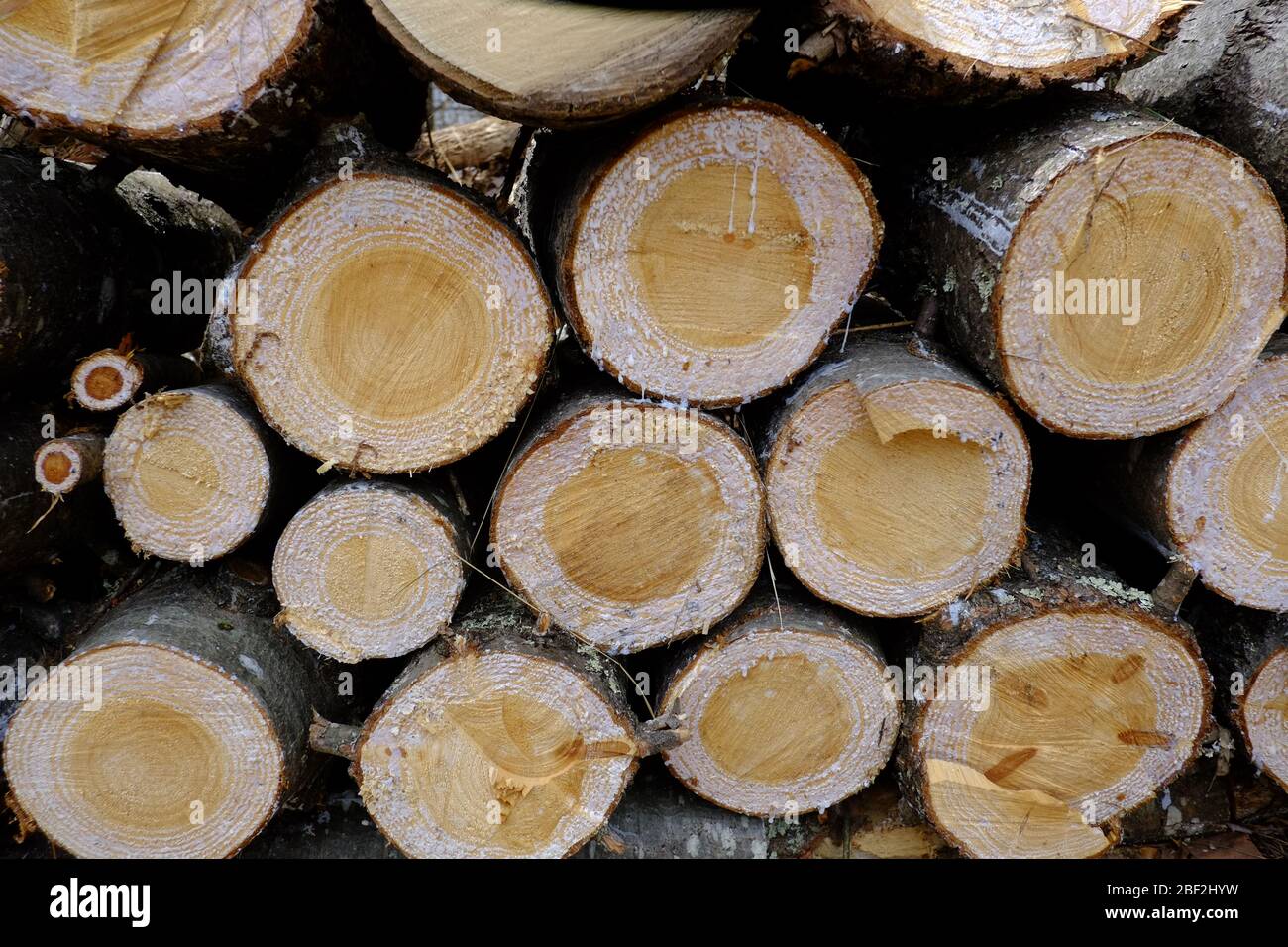 Sap out of tree bark hi-res stock photography and images - Alamy