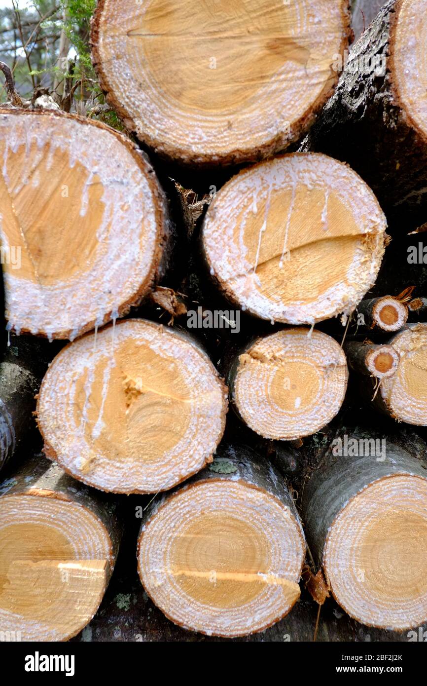 Seeping out hi-res stock photography and images - Alamy