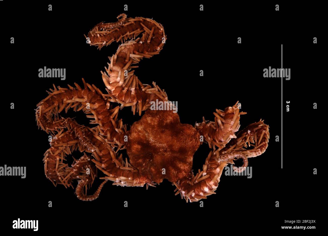 Ophiocoma Echinata High Resolution Stock Photography and Images - Alamy