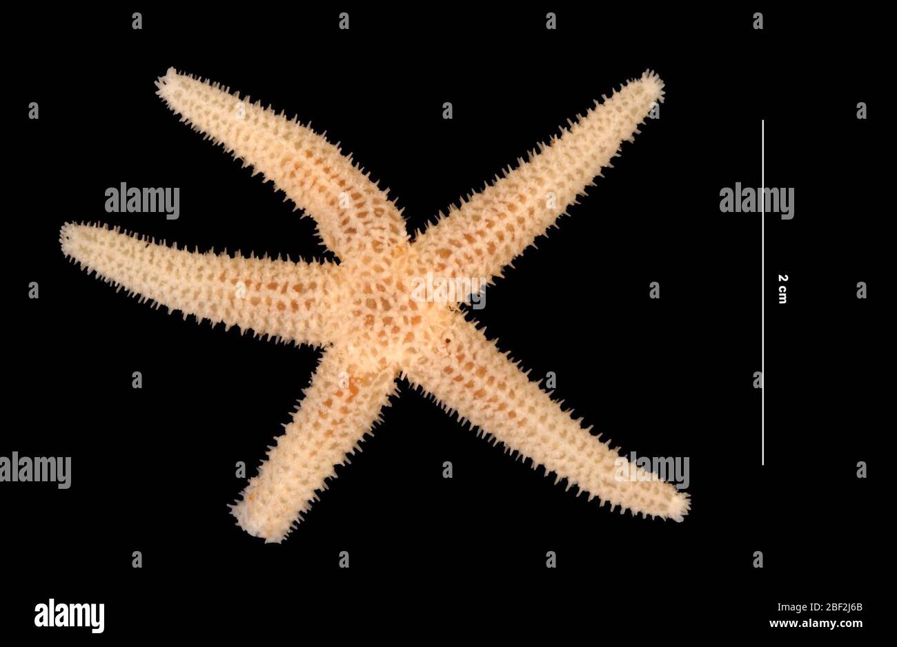 Leptasterias hi-res stock photography and images - Alamy