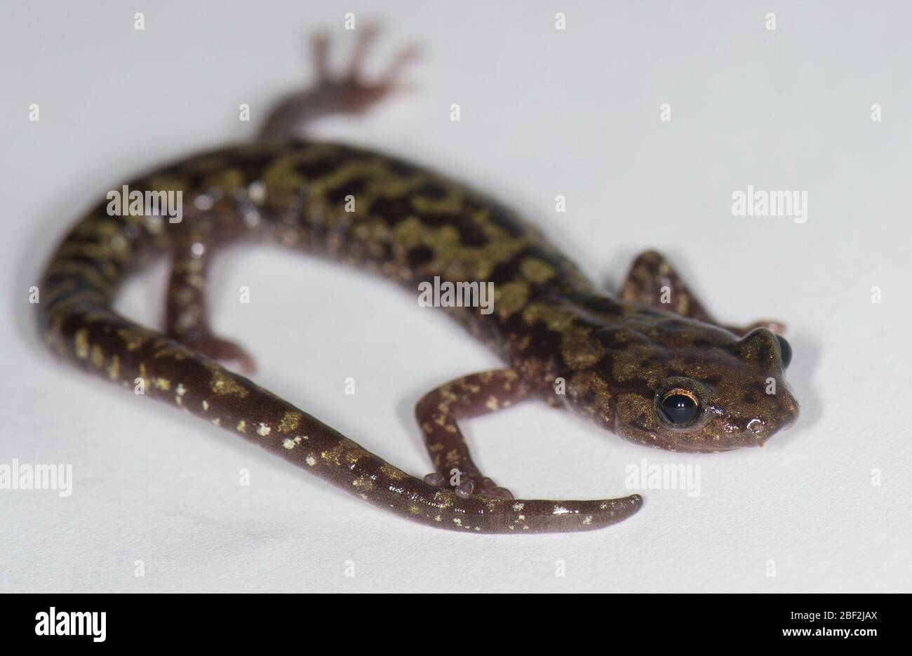 Green Salamander. Species: aeneus,Genus: Aneides,Family: Plethodontidae ...