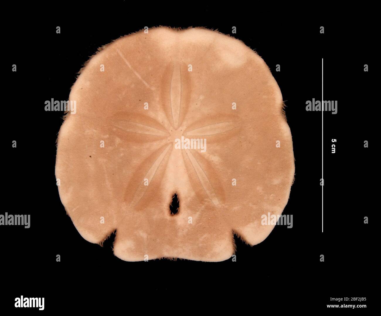 Encope High Resolution Stock Photography and Images - Alamy