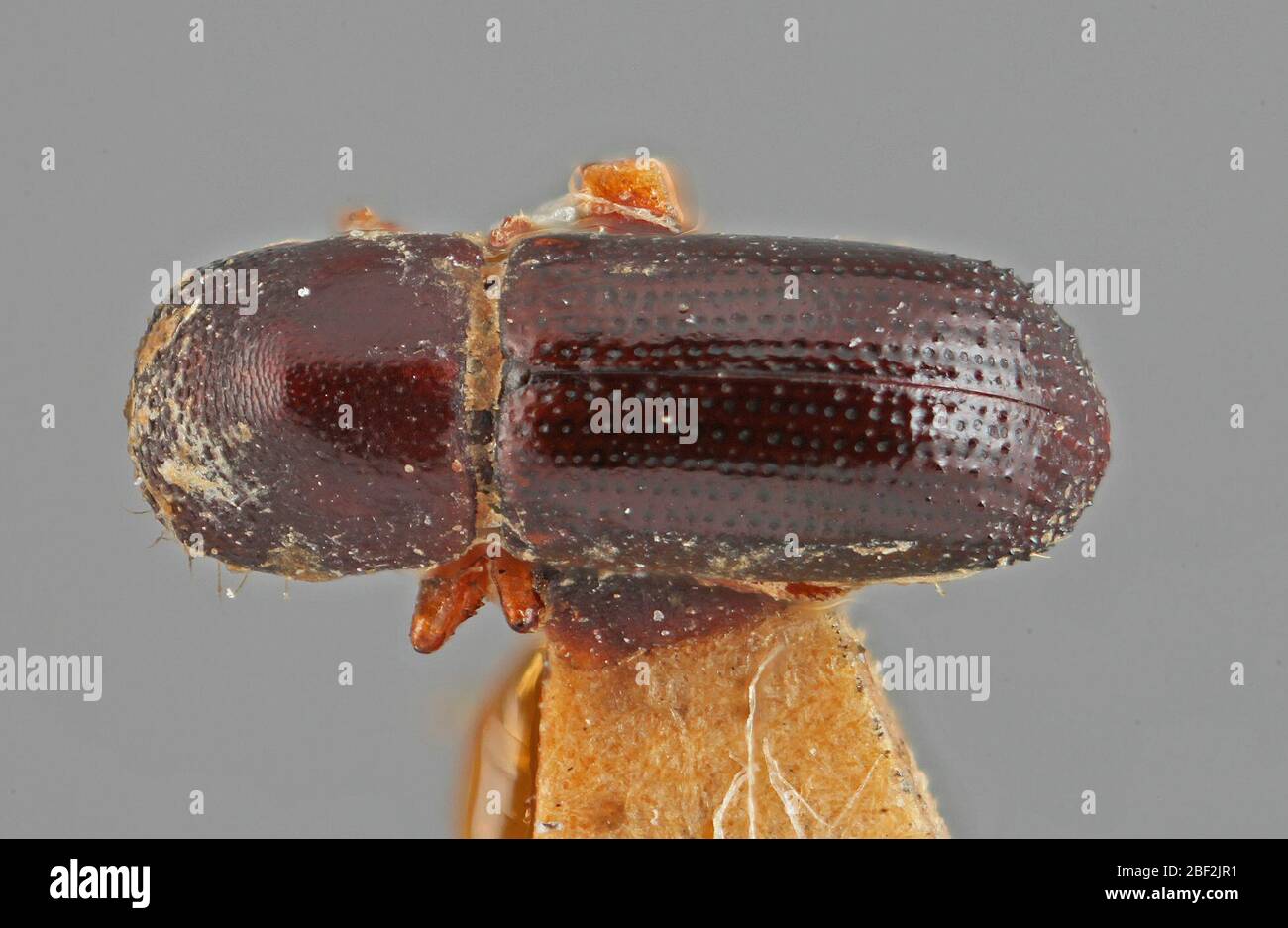 Xyleborus rufipes eggers hi-res stock photography and images - Alamy
