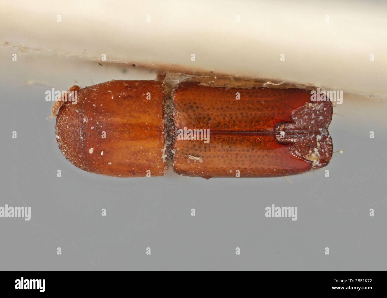 Monarthrum dentatum. Eggers collection20 Jul 20171 Stock Photo - Alamy