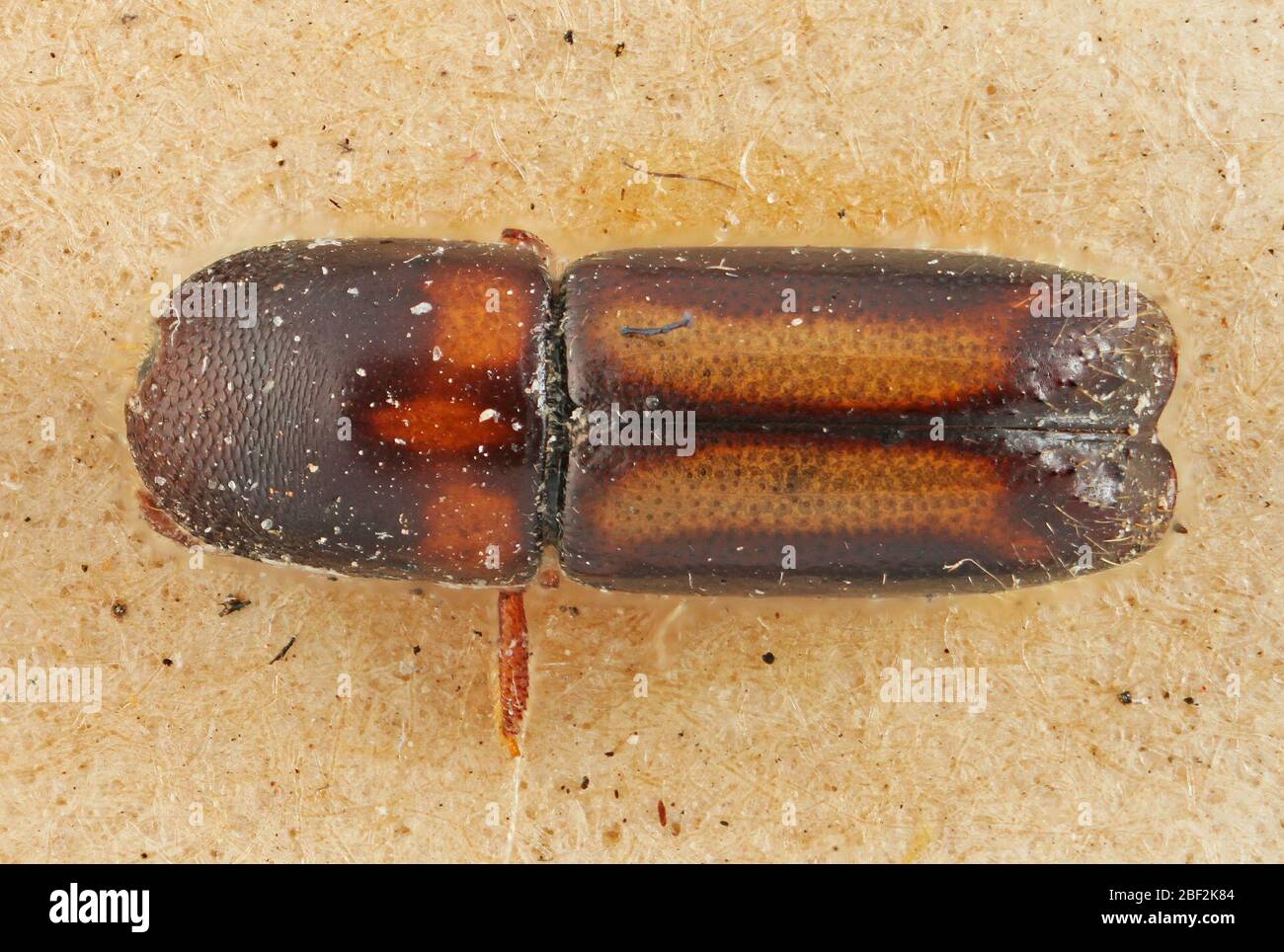 Monarthrum bolivianum eggers hi-res stock photography and images - Alamy