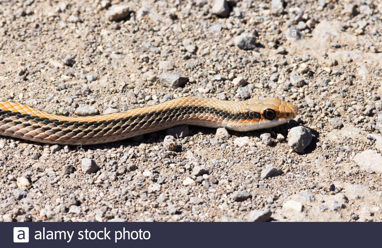Patchnosed Snake High Resolution Stock Photography and Images - Alamy
