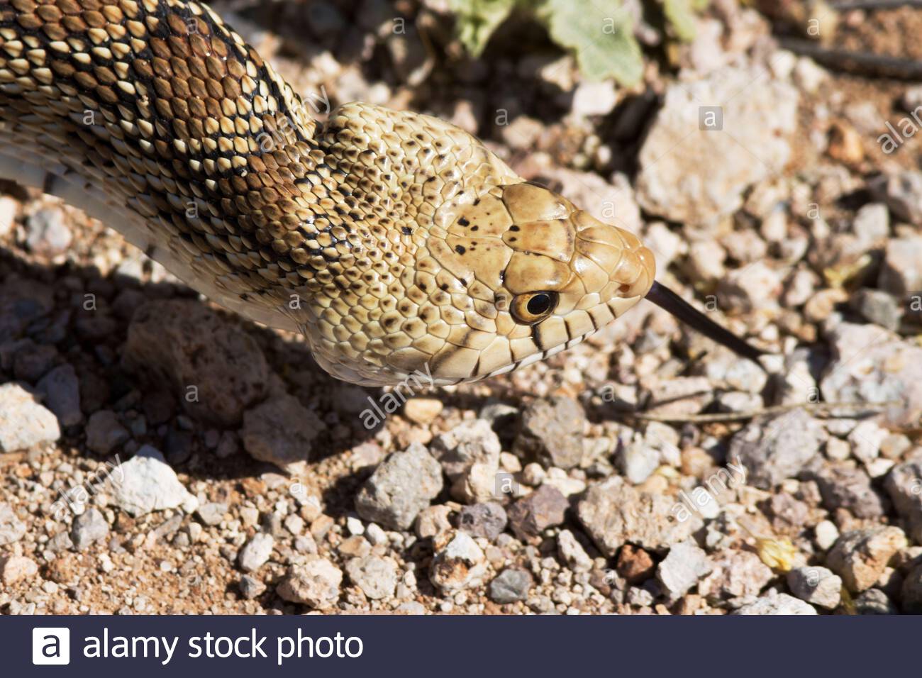 Gopher Snakes High Resolution Stock Photography and Images - Alamy
