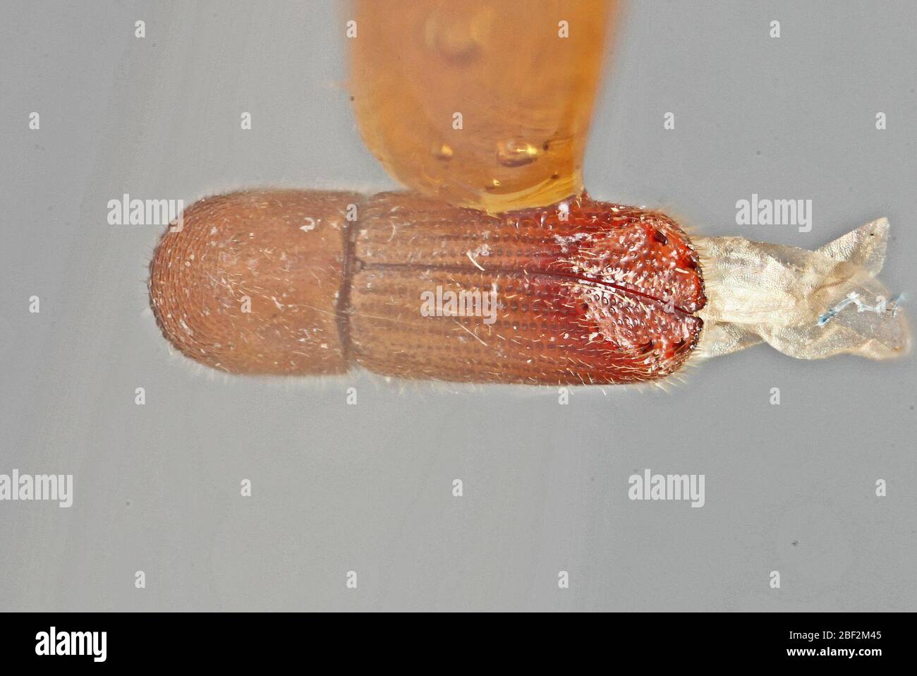 Premnobius quadridens eggers hi-res stock photography and images - Alamy