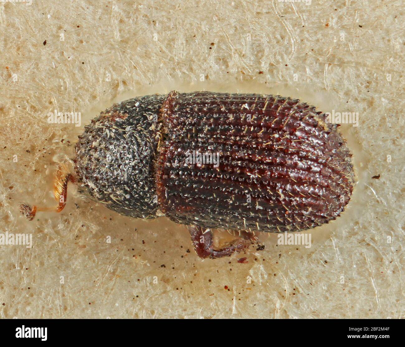 Phloeotribus asperulus eggers hi-res stock photography and images - Alamy