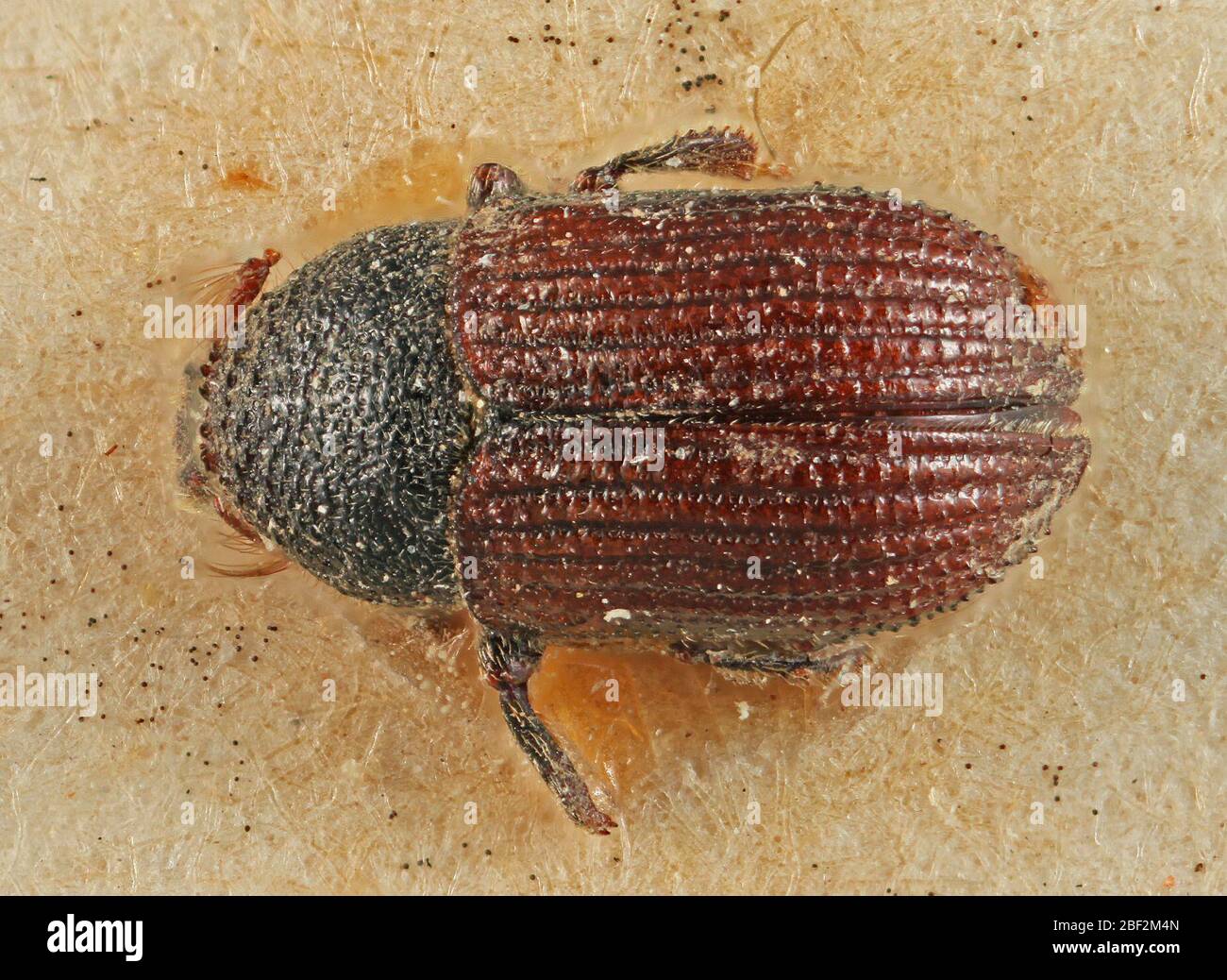 Phloeotribus hi-res stock photography and images - Alamy