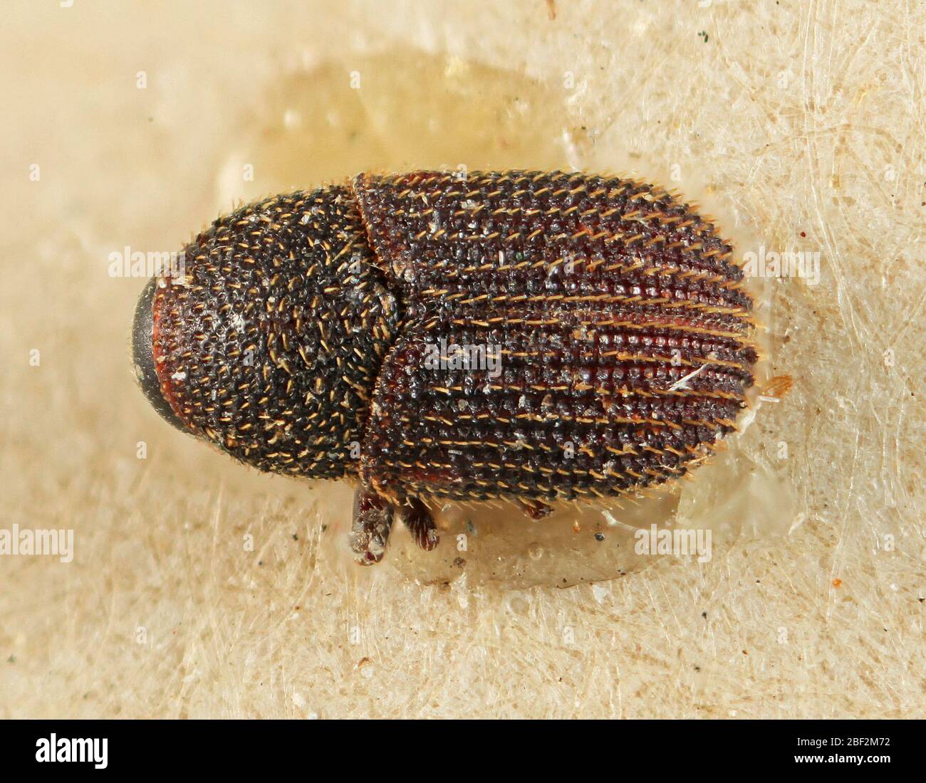 Phloeotribus hi-res stock photography and images - Alamy