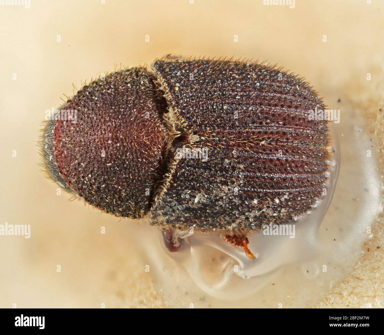 Phloeotribus vestitus eggers hi-res stock photography and images - Alamy