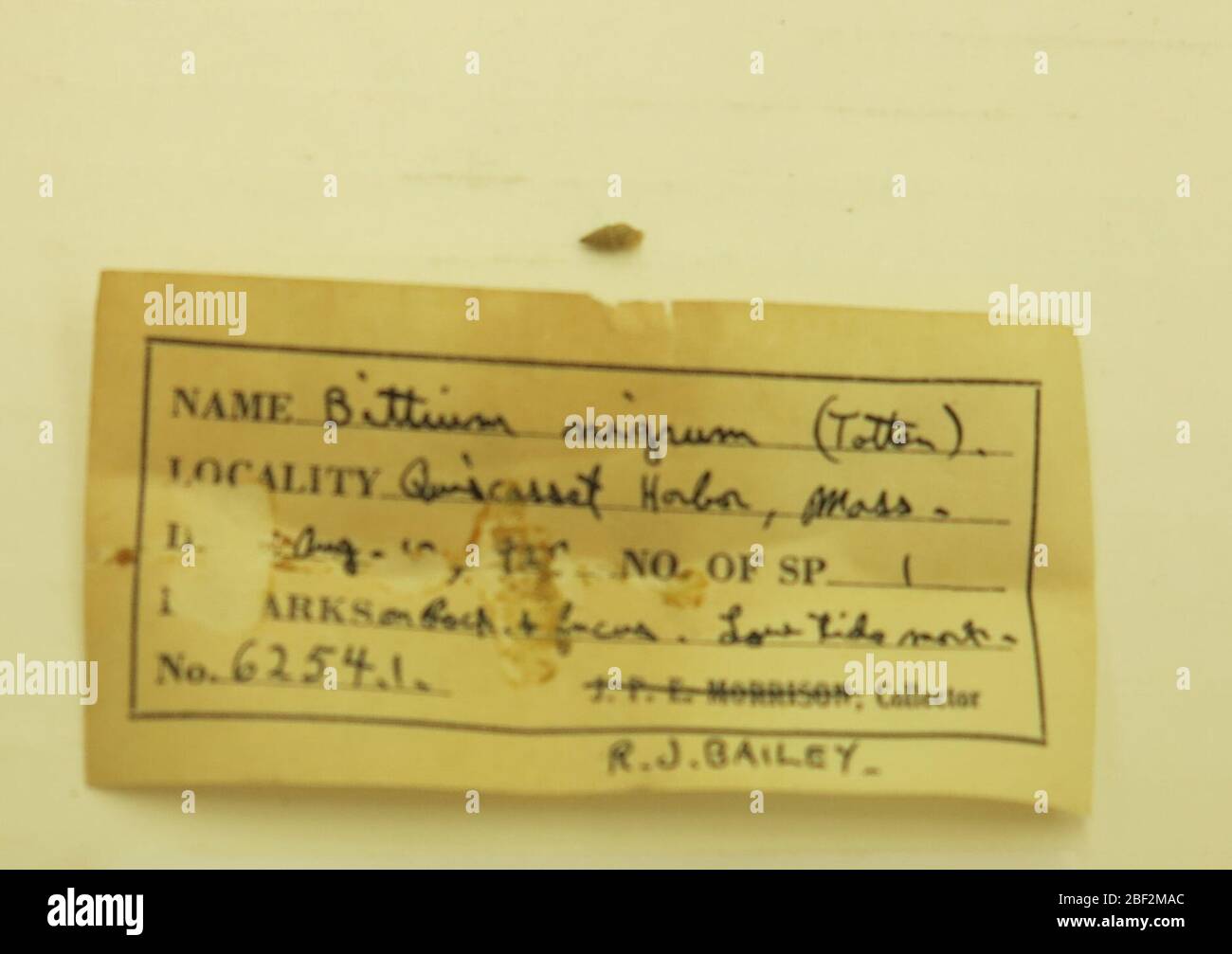 Alternatum hi-res stock photography and images - Alamy