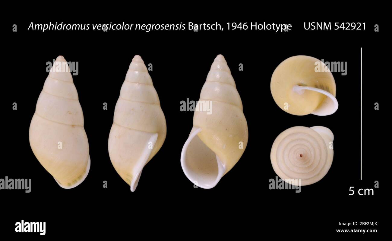 Amphidromus hi-res stock photography and images - Alamy