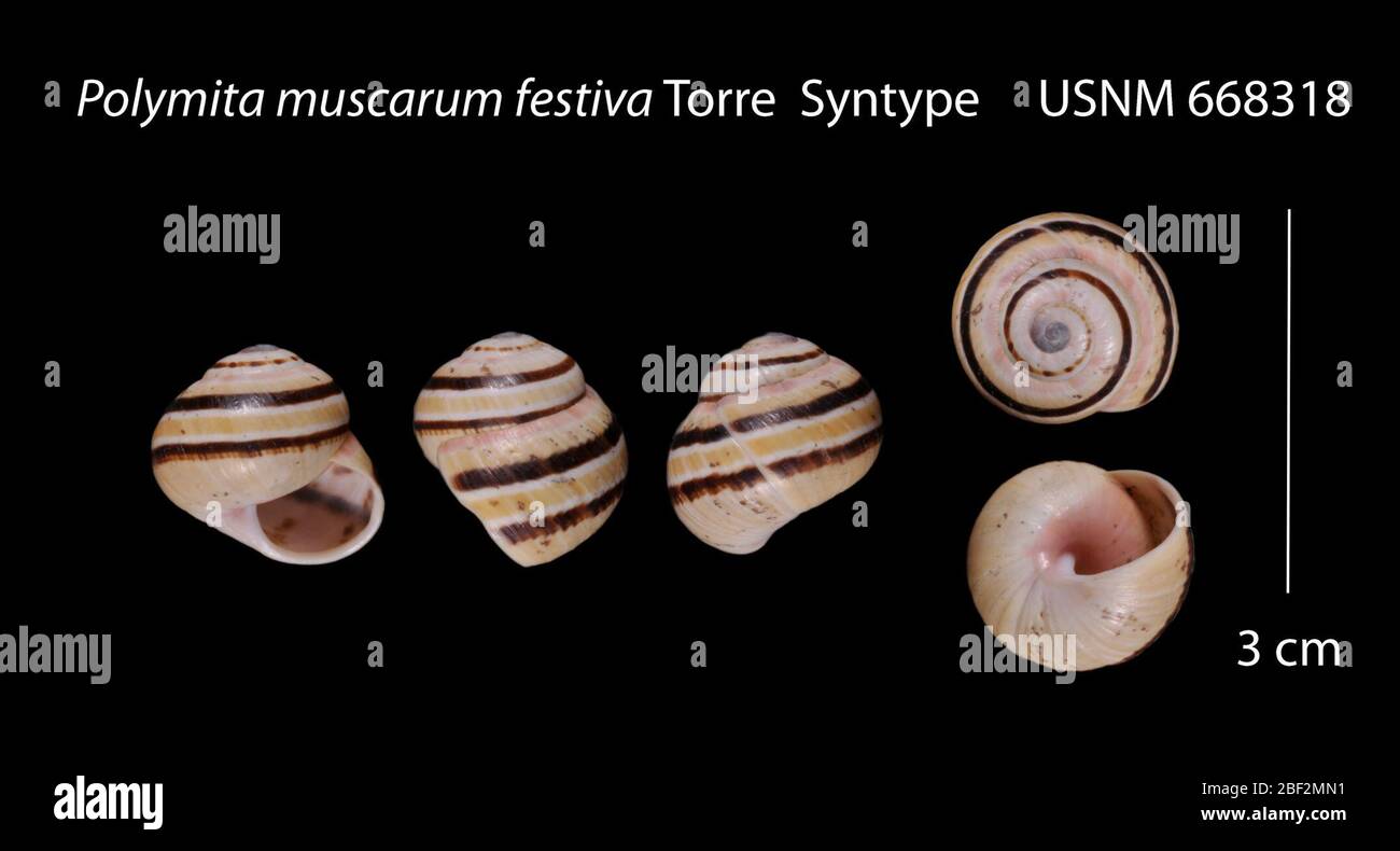 Muscarum hi-res stock photography and images - Alamy