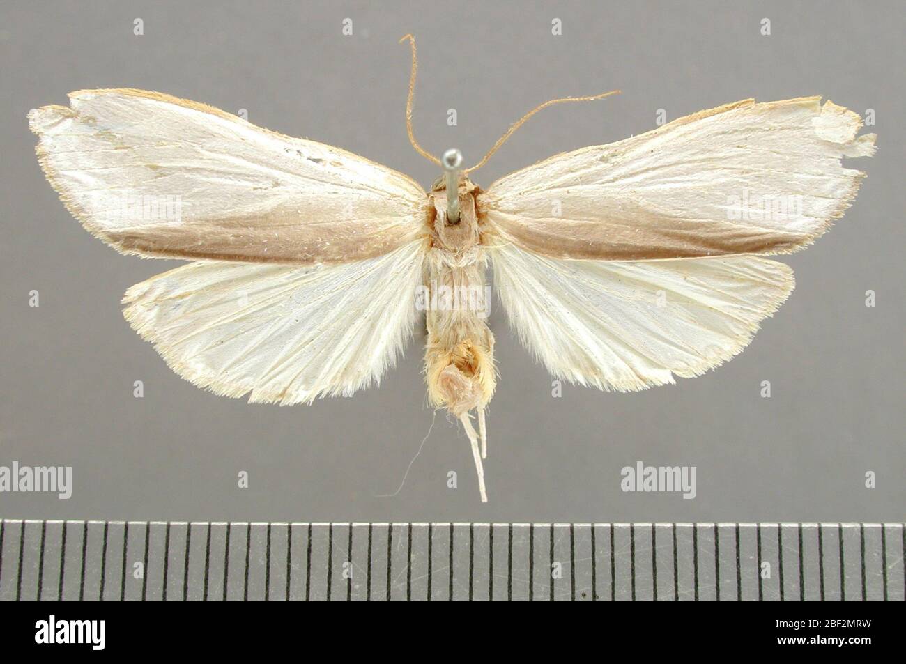 Erigone hi-res stock photography and images - Alamy