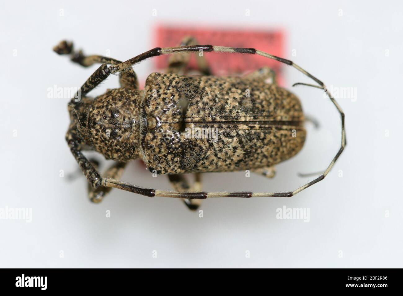 Coptops hi-res stock photography and images - Alamy