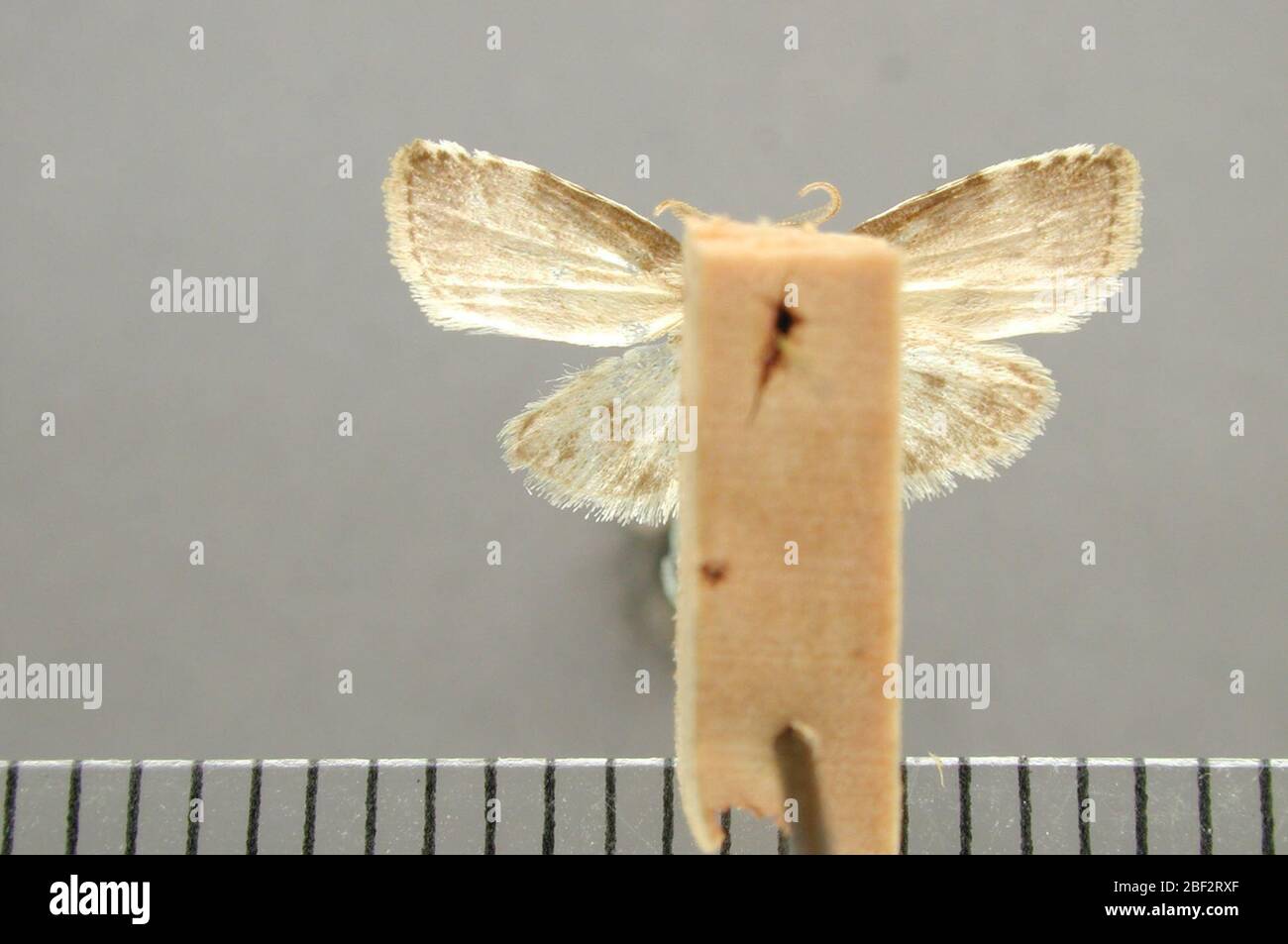 Class insecta lepidoptera taxonomy hi-res stock photography and images ...